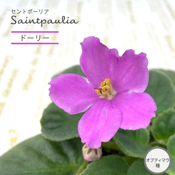 ■特徴お部屋で育てやすいお花「セントポーリア」カーテン越しの光で育てるのが一般的ですが、蛍光灯の光でも育てられるので室内のインテリアグリーンに最適です。セントポーリアのプロから直接仕入れをしてお届けいたします!!■管理方法◆直射日光の当たら...