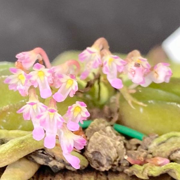 ■特徴Schoenorchis fragrans原産：タイ・ミャンマー開花期：春〜初夏咲き。鮮やかなピンク色の花を沢山咲かせる。■置き場所強い日差しを好まないので年間を通して日よけをしながら風通しの良い場所で管理してください。最低温度10℃...