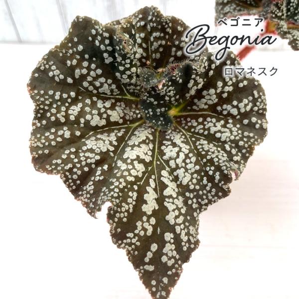 〜ジラゴンノナーセリーさんの「葉を楽しむ」ベゴニア〜ベテラン育種家さんによって厳選された、丈夫で育てやすい苗をお届けします。葉姿が個性的なベゴニアを、インテリアのアクセントに選んでみてはいかがでしょうか？【置き場所】年間を通し、明るい半日蔭...