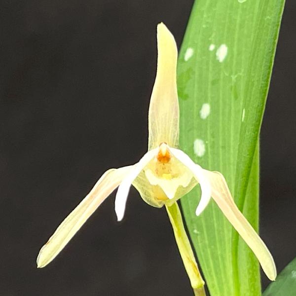 ■特徴Max. reichenheimiana マキシラリア レイチェンヘイミアナ 属名：マキシラリア属 『国内増殖株』で原種の希少珍品種。 ■置き場所日当たりを好みます。 4月頃から10月末までは戸外の半日陰で、冬は室内の窓辺で管理してく...