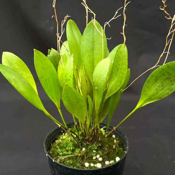 ■特徴Pths. pterophora プレウロタリス プテロフォラ 属名：プレウロタリス属 原産地：南米等 『国内増殖株』で原種の希少珍品種。 ■置き場所夏場は、直射日光を避けて涼しい場所で管理をしてください。 冬場は15℃くらいに保ちま...