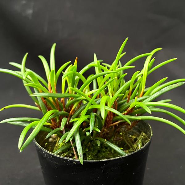 ■特徴Ceratostylis philippinensis ケラトスティリス フィリピネンシス 属名：ケラトスティリス属 『国内増殖株』で原種の希少珍品種。 ■置き場所夏場は、直射日光を避けて涼しい場所で管理をしてください。 冬場は15℃...