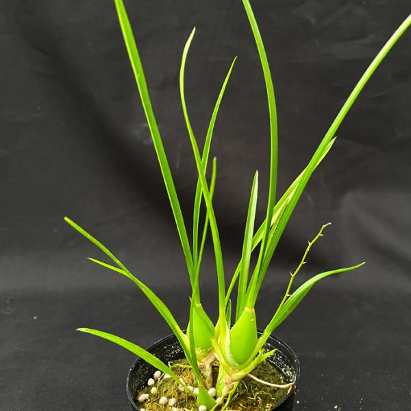 ■特徴Gomesa radicans alba ゴメサ ラディカンス ’アルバ’ 属名：ゴメサ属 『国内増殖株』で原種の希少珍品種。 ■置き場所夏場は、直射日光を避けて涼しい場所で管理をしてください。 冬場は15℃くらいに保ちます。 ※最低...