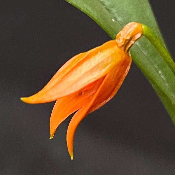 ■特徴specklinia fulugens スペックリニア フルゲンス 『国内増殖株』で原種の希少珍品種。 ■置き場所夏場は、直射日光を避けて涼しい場所で管理をしてください。 冬場は15℃くらいに保ちます。 ※最低気温が10℃を下回らない...