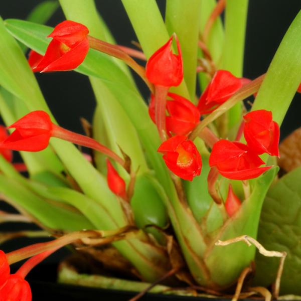 ■特徴Maxillaria (Max.) Coccinea  開花期：春咲き ■置き場所年間を通して、日当たりの良い場所で管理してください。春と秋は30％程度、夏場は50％〜60％の遮光をしてください。冬の最低気温は10℃。最低気温が10℃...