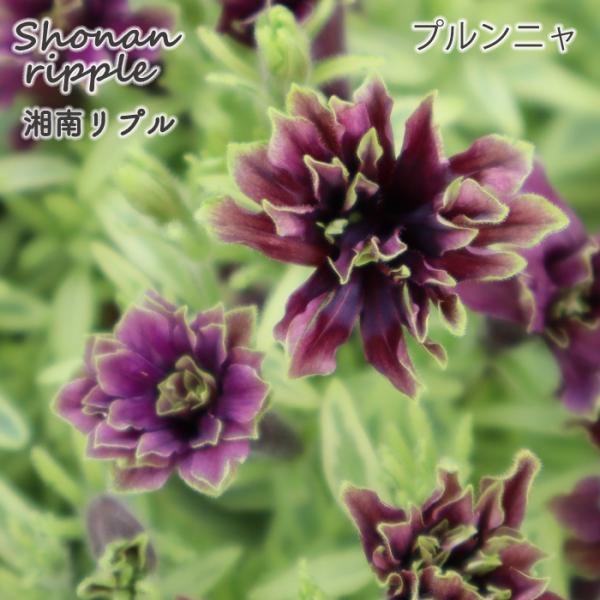 【商品説明】ガルテン湘南さんのペチュニア、深い切れ弁と緑色の縁取りのフリルのような"無造作"に咲く花が印象的な、幻のペチュニアこと「湘南リプル」シリーズ。鉢花として、寄せ植えやアレンジメントのアクセントとして様々な用途にお使いいただけます。...