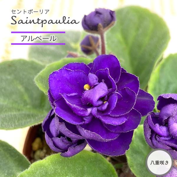 ■特徴お部屋で育てやすいお花「セントポーリア」カーテン越しの光で育てるのが一般的ですが、蛍光灯の光でも育てられるので室内のインテリアグリーンに最適です。セントポーリアのプロから直接仕入れをしてお届けいたします!!■管理方法◆直射日光の当たら...