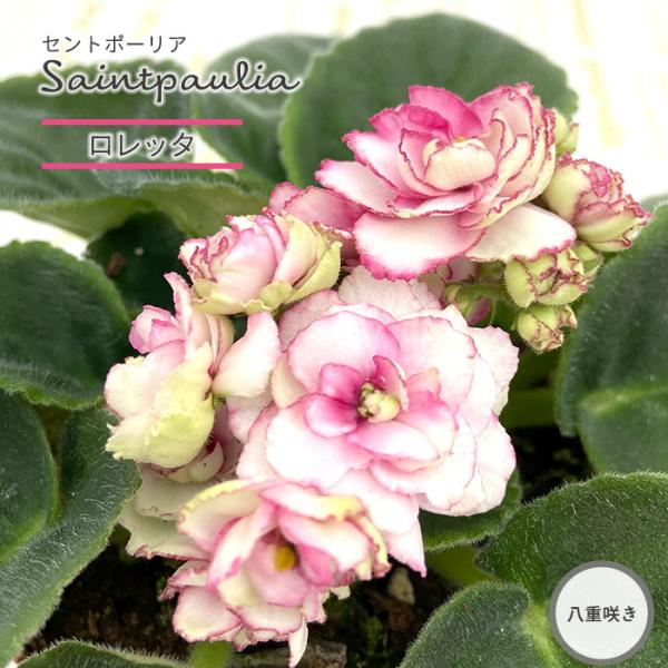 ■特徴お部屋で育てやすいお花「セントポーリア」カーテン越しの光で育てるのが一般的ですが、蛍光灯の光でも育てられるので室内のインテリアグリーンに最適です。セントポーリアのプロから直接仕入れをしてお届けいたします!!■管理方法◆直射日光の当たら...