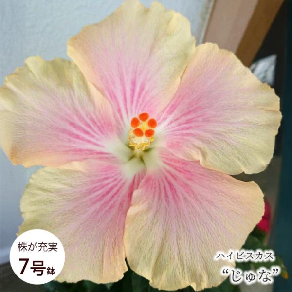 ■特徴品種名：じゅな淡い黄色とピンクのグラデーションがきれいなハイビスカス。花サイズはやや大きめの中輪サイズです。ハイビスカスは、赤・黄・白・ピンク・オレンジ色など原色の鮮やかな花色が魅力の熱帯花木です。■置き場所日光がよく当たる場所を好み...