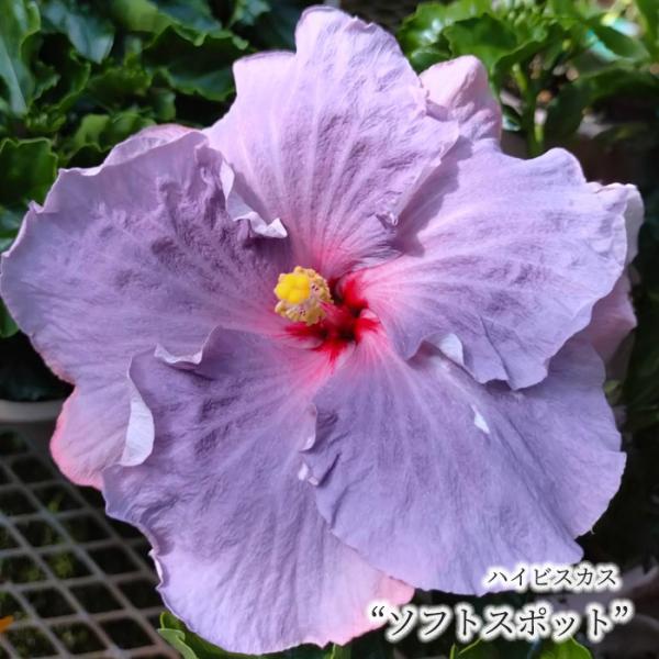 ■特徴品種名：ソフトスポット青花のハイビスカス。青花の中では淡い色合いで紫からピンクのグラデーションのように見えることも。日によって色の濃淡に差が出る品種です。ハイビスカスは、赤・黄・白・ピンク・オレンジ色など原色の鮮やかな花色が魅力の熱帯...