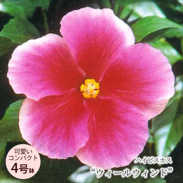 ■特徴品種名：サマーブリーズ ウィールウィンド〜『サマーブリーズ』シリーズ〜多花性と耐暑性の特徴を持つハイビスカスのシリーズ。ハイビスカスは、赤・黄・白・ピンク・オレンジ色など原色の鮮やかな花色が魅力の熱帯花木です。■置き場所日光がよく当た...