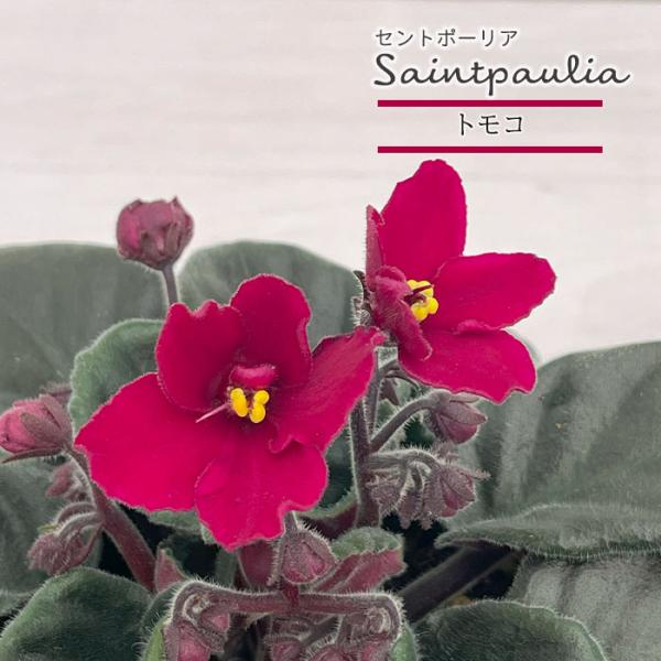 ■特徴お部屋で育てやすいお花「セントポーリア」カーテン越しの光で育てるのが一般的ですが、蛍光灯の光でも育てられるので室内のインテリアグリーンに最適です。セントポーリアのプロから直接仕入れをしてお届けいたします!!■管理方法◆直射日光の当たら...