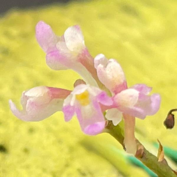 ■特徴Schoenorchis fragrans原産：タイ・ミャンマー開花期：春〜初夏咲き。鮮やかなピンク色の花を沢山咲かせる。■置き場所強い日差しを好まないので年間を通して日よけをしながら風通しの良い場所で管理してください。最低温度10℃...