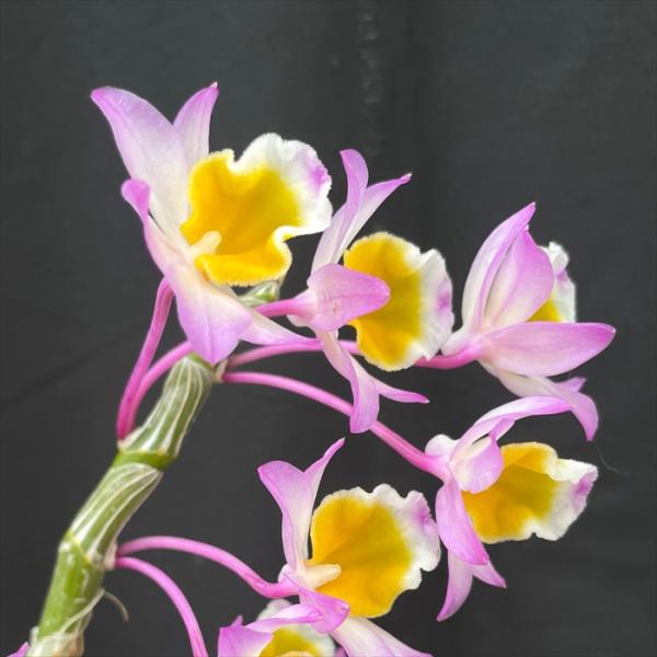 ■特徴Den.crepidatumラン科・デンドロビウム属原産地：インド開花期：春■置き場所光や湿度を好みます。夏は風通しの良い半日陰で管理します。最低気温5℃以上■水やり植え込み材料が乾いてきたらたっぷり与えてください。■肥料薄めの液体肥...