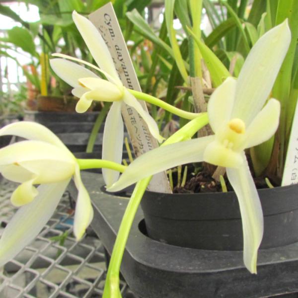 ■特徴Cym. Sleeping Beauty 'Platinum Bird'ヘツカランの白花変種開花期：秋咲き■置き場所年間を通して日当たりと風通しの良い場所で管理してください。※真冬以外は戸外での栽培が適しています。夏は直射日光が強くな...