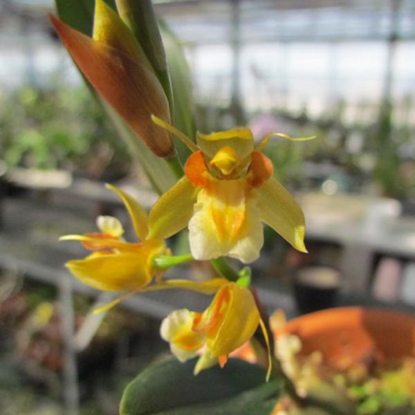■特徴Coelogyne ecarinata greenラン科・セロジネ属小輪。花茎が枯れるまで数年咲き続ける希少種です。珍しいグリーン花。開花期：冬咲き■置き場所強い日差しを好まないので年間を通して日よけをしながら風通しの良い場所で管理し...