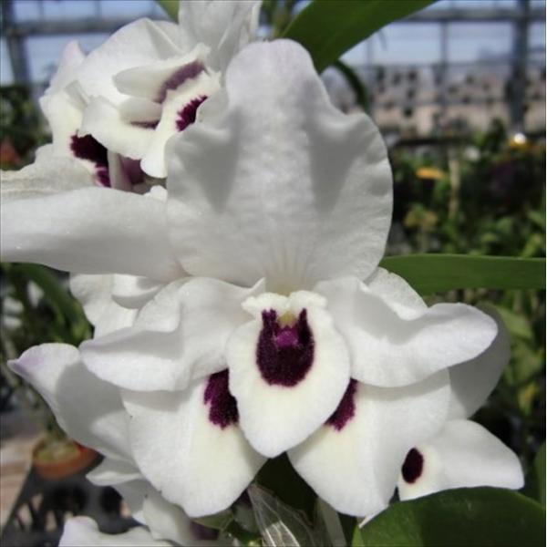 ■特徴Den.Yukidaruma ’Pierrot’×selfラン科・デンドロビウム属ロアセパルがリップ化した変わった個体のセルフ苗開花期：冬〜春咲き■置き場所強い日差しを好まないので年間を通して日よけをしながら風通しの良い場所で管理して...