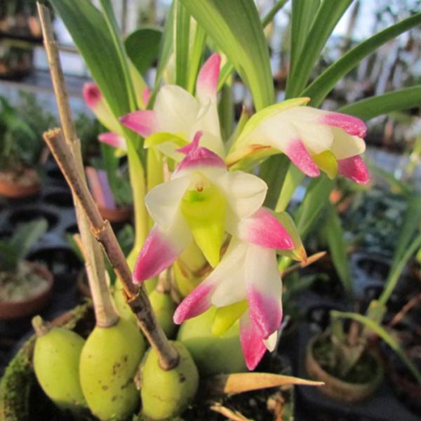 ■特徴Bothriochilus bellusラン科・ボスリオキラス属。メキシコやグアテマラなどに自生しています。耐寒は5℃ほどで、比較的強い品種のため、初心者の方にもオススメです。開花期：冬咲き■置き場所強い日差しを好まないので年間を通し...