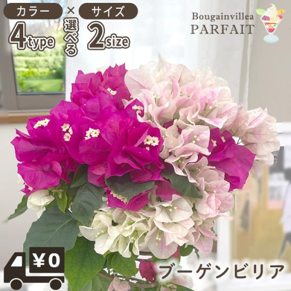 【特徴】花持ちのよいブーゲンビリア2品種を1鉢に寄せ植えしてます。カラー4タイプとサイズ2種類よりお選びいただけます。【チョコレートパフェ】濃淡のあるピンクの花と淡い色の花が溶け合うように重なっていて、可愛らしい花色。【グレープパフェ】やさ...