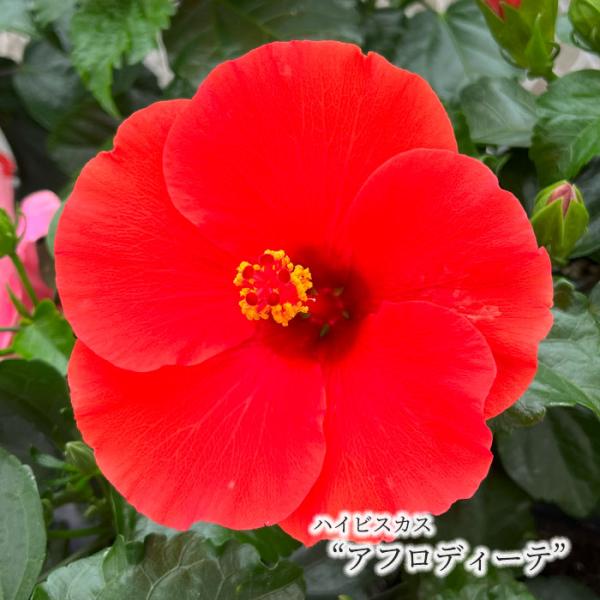 ■特徴品種名：ニューロングライフシリーズ アフロディーテ大きさ：スモール・約10cm前後開花期：中生〜ニューロングライフシリーズ〜従来のハイビスカスに比べ、非常に花もちの良いコンパクトタイプのハイビスカスです。通常のハイビスカスは「1日花」...