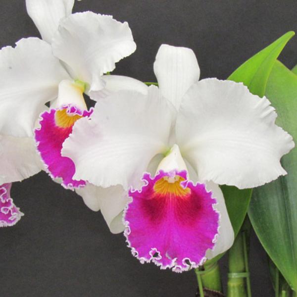 ■特徴C.Stephan Oliver Fouraker ‘Lillian Wilson’ラン科カトレア属の多年草。開花期：冬咲き。大輪■置き場所直射日光の当たらない明るい風通しの良い場所で管理してください。真夏の暑さや真冬の寒さに弱いため...