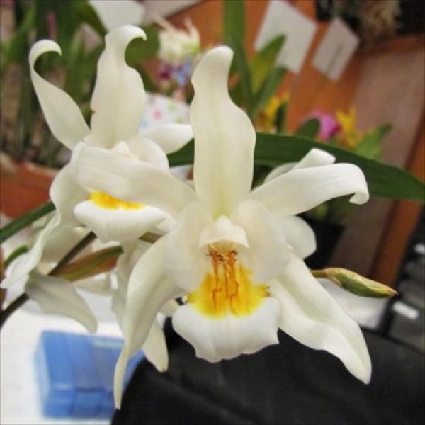 ■特徴Coel.Intermedia ’Magnificum Orange’ラン科・セロジネ属の多年草。東南アジアに広く分布し、樹上や岩などに着生するランです。海岸線から標高の高い場所等、広い地域に分布します。初心者の方にもおすすめの強健種...