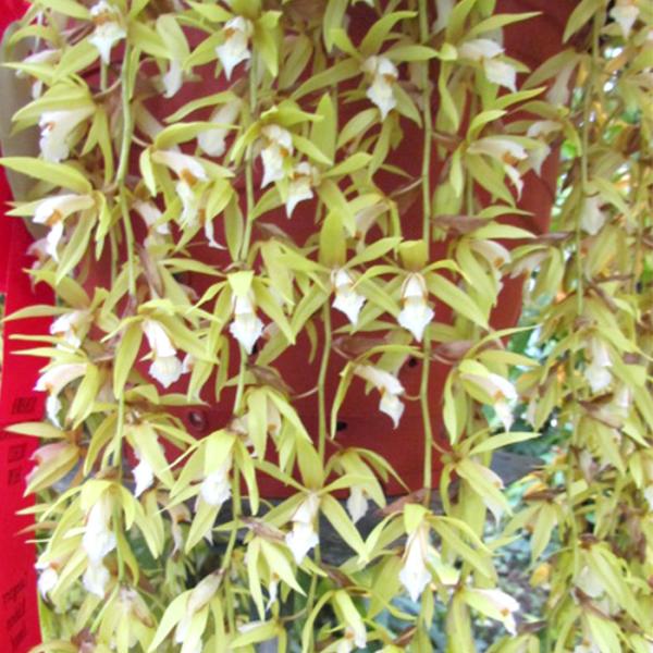 ■特徴花姿はローレンセアナによく似ています。開花期：冬咲き■置き場所1年を通して日当たりの良い場所で管理してください。※弱い日射しを好むので、直射日光には当てないでください。※湿度を好むので、生育期は雨が当たる場所でも大丈夫です。春から秋は...