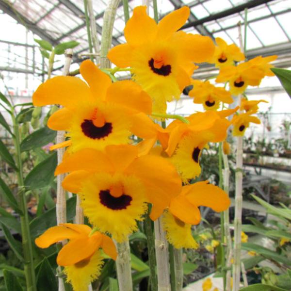 ■特徴リップがレモン色になります。開花期：初夏咲き■置き場所強い日差しを好まないので年間を通して日よけをしながら風通しの良い場所で管理してください。最低温度10℃■水やり植え込み材料が乾いてきたらたっぷり与えてください。■肥料薄めの液体肥料...