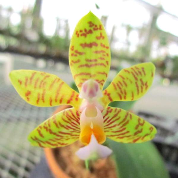 ■特徴黄色地に赤いストライプが入るコチョウランの原種。■置き場所強い日差しを好まないので年間を通して日よけをしながら風通しの良い場所で管理してください。最低温度10℃■水やり植え込み材料が乾いてきたらたっぷり与えてください。■肥料薄めの液体...