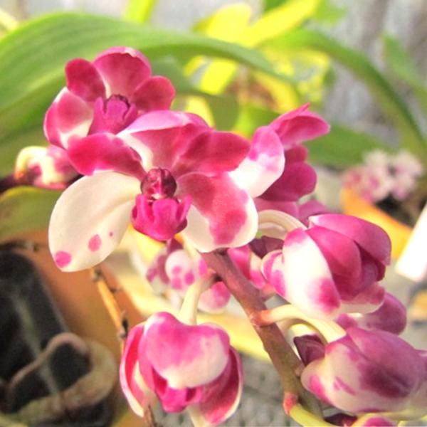 ■特徴花弁に印象的なスポット模様が入るタイプ■置き場所強い日差しを好まないので年間を通して日よけをしながら風通しの良い場所で管理してください。最低温度10℃■水やり植え込み材料が乾いてきたらたっぷり与えてください。■肥料薄めの液体肥料を施し...