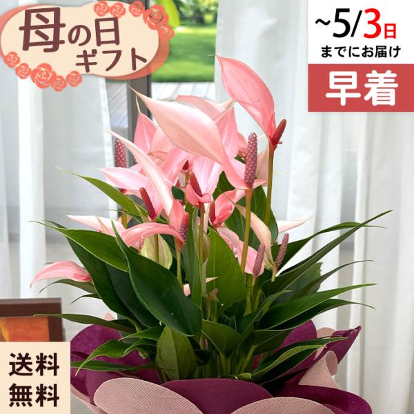 〜母の日ギフト『アンスリウム リリー』5号鉢〜母の日の贈り物にアンスリウム リリーをご用意させていただきました。その時、一番状態の良い商品を入荷してお届けいたします!【お届けについて】当店は「早着」専門店です。◎早着期間　 5/1（金）、5...