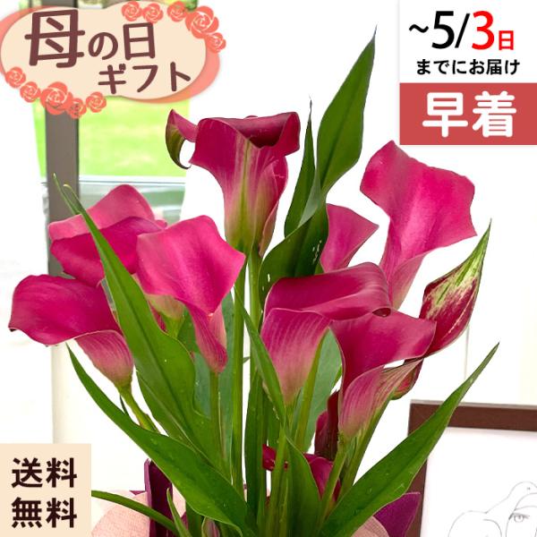 〜母の日ギフト『カラー ピンク』5号鉢〜母の日の贈り物にカラー ピンクをご用意させていただきました。その時、一番状態の良い商品を入荷してお届けいたします!【お届けについて】当店は「早着」専門店です。◎早着期間　 5/1（金）、5/2（土）、...