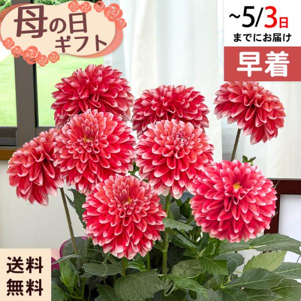 〜母の日ギフト『ダリア タンピコ』5号鉢〜母の日の贈り物にダリア タンピコをご用意させていただきました。その時、一番状態の良い商品を入荷してお届けいたします!【お届けについて】当店は「早着」専門店です。◎早着期間　 5/1（金）、5/2（土...