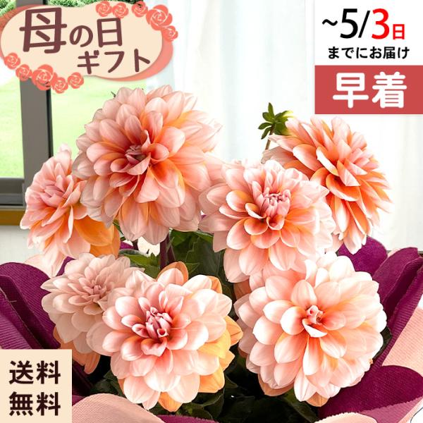 〜母の日ギフト『ダリア キャラメル』5号鉢〜母の日の贈り物にダリア キャラメルをご用意させていただきました。その時、一番状態の良い商品を入荷してお届けいたします!【お届けについて】当店は「早着」専門店です。◎早着期間　 5/1（金）、5/2...