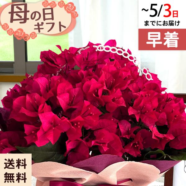 〜母の日ギフト『ブーゲンビリア レッド』4.5号鉢〜母の日の贈り物にブーゲンビリア レッドをご用意させていただきました。その時、一番状態の良い商品を入荷してお届けいたします!【お届けについて】当店は「早着」専門店です。◎早着期間　 5/1（...