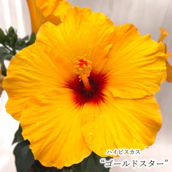 ■特徴品種名：ホワイトサマー  旧名：サマースノー大きさ：中輪・約15cm前後ハイビスカスは、赤・黄・白・ピンク・オレンジ色など原色の鮮やかな花色が魅力の熱帯花木です。■置き場所日光がよく当たる場所を好みます。ただし夏に株が弱っているときは...