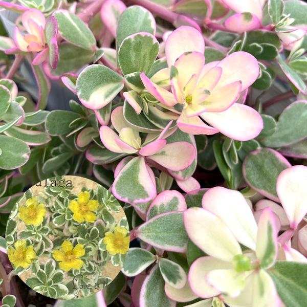 タカザワフラワーファームさんオリジナル 花も葉も楽しむポーチュラカ「花が咲いていなくても映える」カラーリーフ性一般的なポーチュラカは「花を楽しむ植物」のため、朝夕や曇り・雨の日など花が閉じている時間帯はただの緑の葉になりがちです。一方、ミル...
