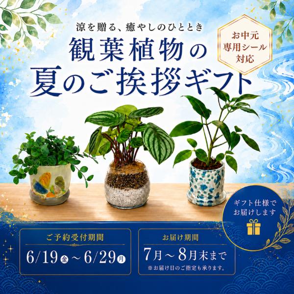 【発売日：2026年07月01日】■タグ観葉植物 お中元ギフト 植物ギフト 夏ギフト グリーンギフト ガラス鉢 インテリアグリーン 室内観葉植物 鉢植えギフト 数量限定ギフトお中元 観葉植物 観葉植物 ギフト おしゃれ 夏の贈り物 涼しげな...