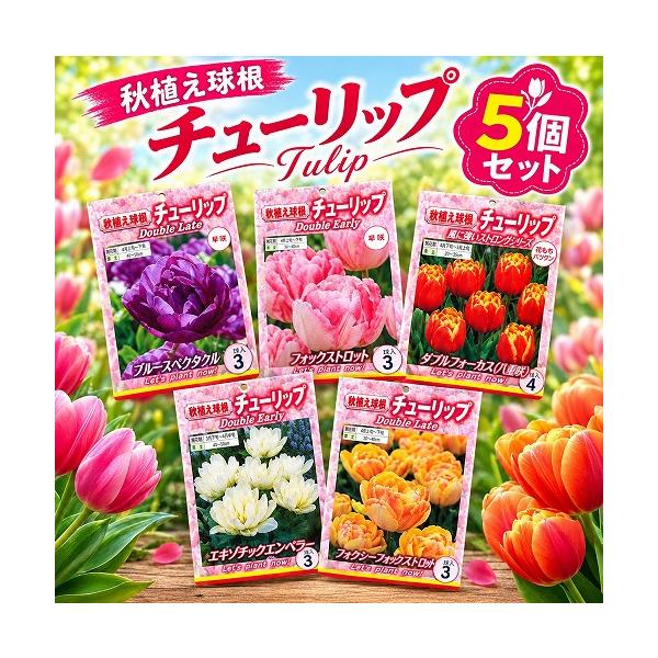 ※球根の品種によって1袋内の入数が異なります。(商品画像より確認してください)※品種が重複する場合があります。(詳細は下記のセット内容をご覧ください)※品種の指定はできません。