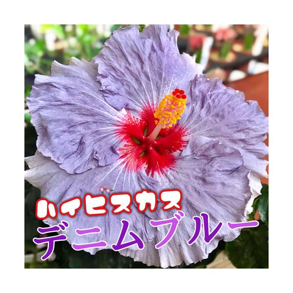 現在花無しの商品です。ご了承の上お買い求めください。■タグHibiscus Denimblue summer ハワイ 紫 パープル 涼しい 花鉢 多年草 庭木 耐暑性 暑さ に強い 育つ 育てる 園芸 ガーデニング ベランダ花壇 ガーデン ...