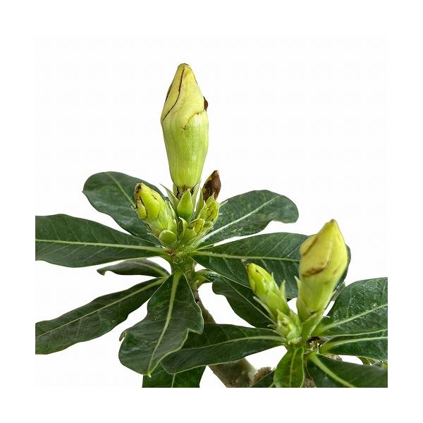 ■タグ観葉植物 多肉植物 インテリアプランツ インテリアグリーン インドアグリーン 花鉢 多年草 耐乾性 乾燥 に強い 育つ 育てる  室内園芸 テラリウム プラントハンガー 吊り 吊るす 素材 材料 花材 園芸 ガーデニング ベランダドラ...