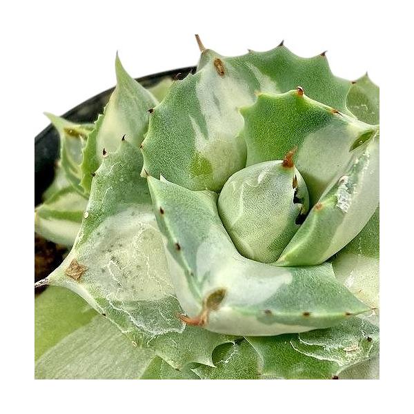 ■タグAgave アガーベ 観葉植物 多肉植物 花苗 花鉢 多年草  ビザールプランツ 珍奇植物  耐寒性 耐暑性 寒さに 暑さに 強い 育つ 育てる 室内園芸 インテリアプランツ インテリアグリーン インドアグリーン テラリウム ドライガ...