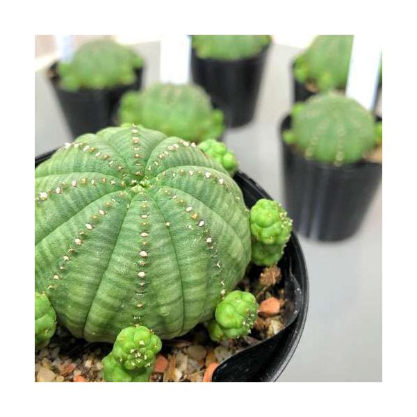 ■タグ観葉植物 多肉植物 インテリアプランツ インテリアグリーン インドアグリーン ビザールプランツ 珍奇植物 花苗 花鉢 多年草 強健 耐寒性 耐陰性 耐乾性 耐暑性  寒さ 日陰 乾燥 暑さ に強い 育つ 育てる 育てやすい 室内園芸 ...