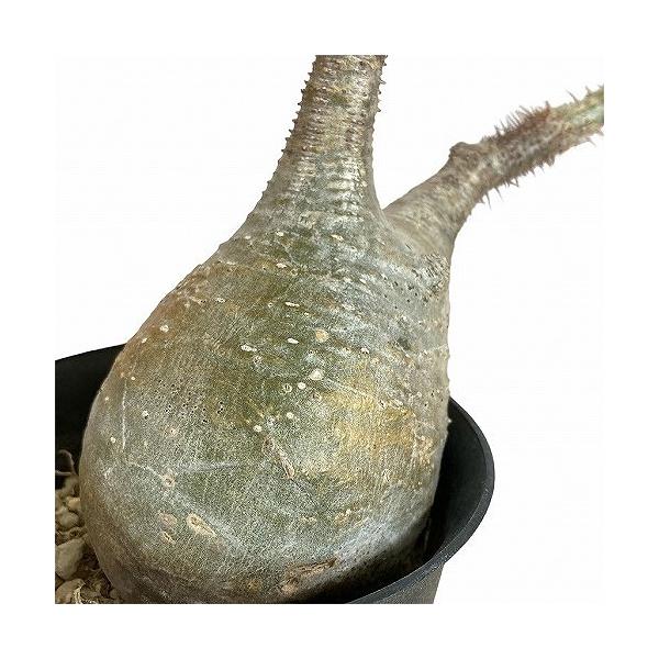 ■タグ観葉植物 インテリアプランツ インテリアグリーン インドアグリーン ビザープランツ 珍奇植物 花鉢 多年草 着生植物 強健 育てやすい 室内園芸 テラリウム ガーデニング ベランダガーデン 吊るす 吊り プラントハンガー ギフト 贈り...