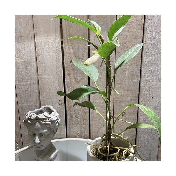 ■タグAnthurium scandens アンスリューム アンスリュウム 観葉植物 インテリアプランツ インテリアグリーン インドアグリーン ビザールプランツ 珍奇植物 花鉢 多年草 着生植物 耐陰性 日陰  に強い 育つ 育てる 室内園...