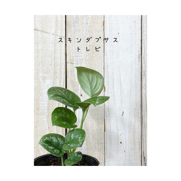 過剰在庫により特価にて提供しています。■タグ観葉植物 多肉植物 インテリアプランツ インテリアグリーン インドアグリーン 育つ 育てる 育てやすい 初心者 室内園芸 新生活 リビング デスク オフィス 事務所 トイレ 台所 キッチン お風呂...