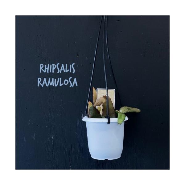 リプサリス属は棘はありませんが棘座があるのでボテン科の植物です。南アメリカなどを中心に約６０種ほどあると言われています。熱帯雨林の樹木に垂れ下がる着生植物で、少ない水分でも生き抜くための貯水機能を持ってます。木影で育つほど耐陰性がありますの...