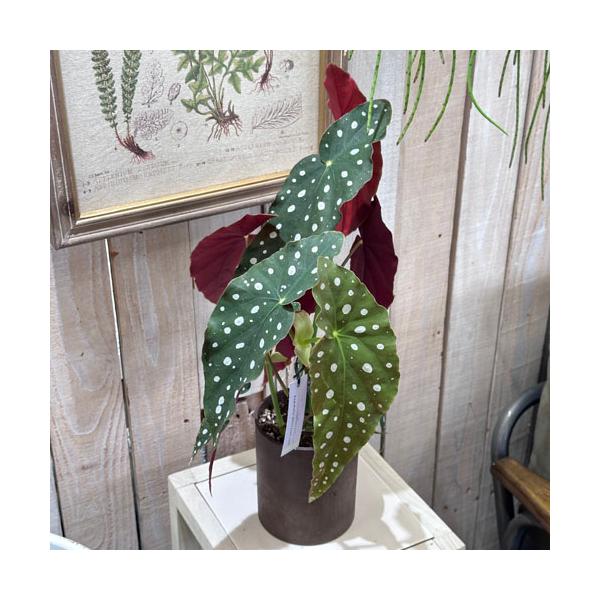 ■タグ観葉植物 多肉植物 インテリアプランツ インテリアグリーン インドアグリーン ビザールプランツ 珍奇植物  室内園芸  素材 材料 花材 園芸 ガーデニング ベランダシェード ドライ ガーデン 希少 レア商品 珍しい 入手困難 限定商...