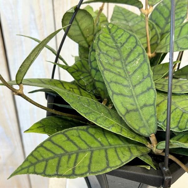 ■タグホヤ コンパクタ hoya polyneura 観葉植物 多肉植物 インテリアプランツ インテリアグリーン インドアグリーン 耐乾性 乾燥 暑さ に強い 育つ 育てる 育てやすい 初心者 室内園芸 園芸 ガーデニング ベランダシェード...