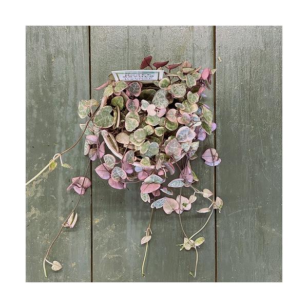 ■タグ観葉植物 多肉植物 インテリアプランツ インテリアグリーン インドアグリーン 耐乾性 乾燥 暑さ に強い 育つ 育てる 育てやすい 初心者 室内園芸 園芸 ガーデニング ベランダシェード 新生活 リビング デスク オフィス 事務所 台...